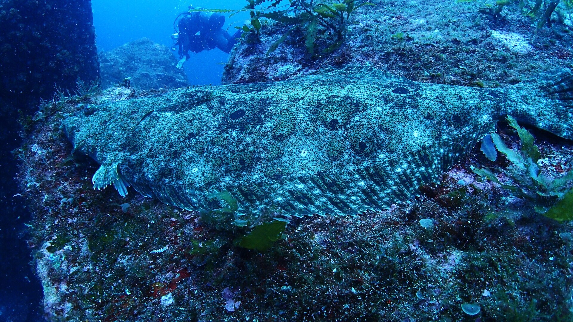 Sun_Shell Divers Club！